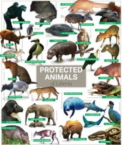 Protected Animals of Liberia Species - Liberia One Health Platform